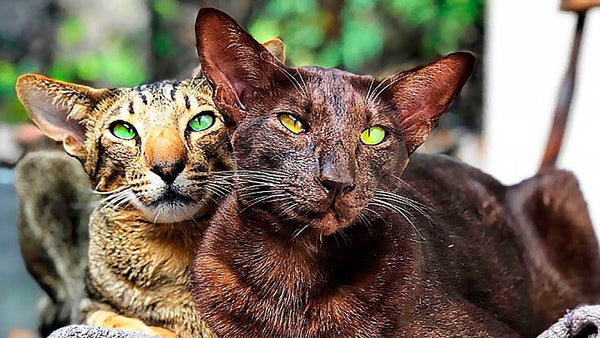 Meet Balam, a 5-Year-Old Oriental Shorthair with a Mushy Personality a ...