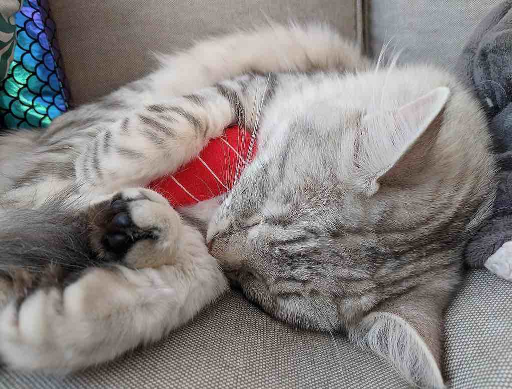 Meet Narnia: The Rare “Chimera” Cat That Has A Perfectly Split Face ...