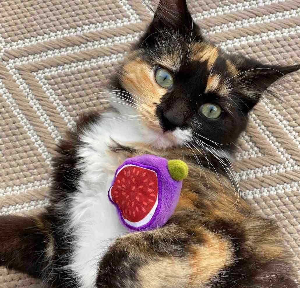 Figgy Delight Cat Toys - Organic Catnip & Crinkle Paper 2-Piece Set ...